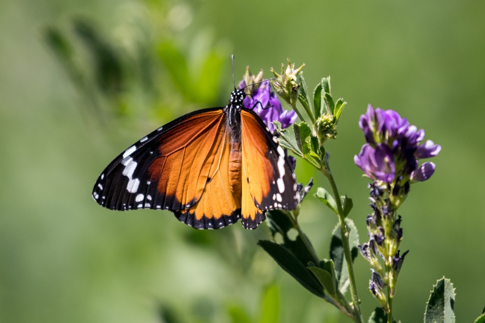 Catalan Butterfly Monitoring Scheme
